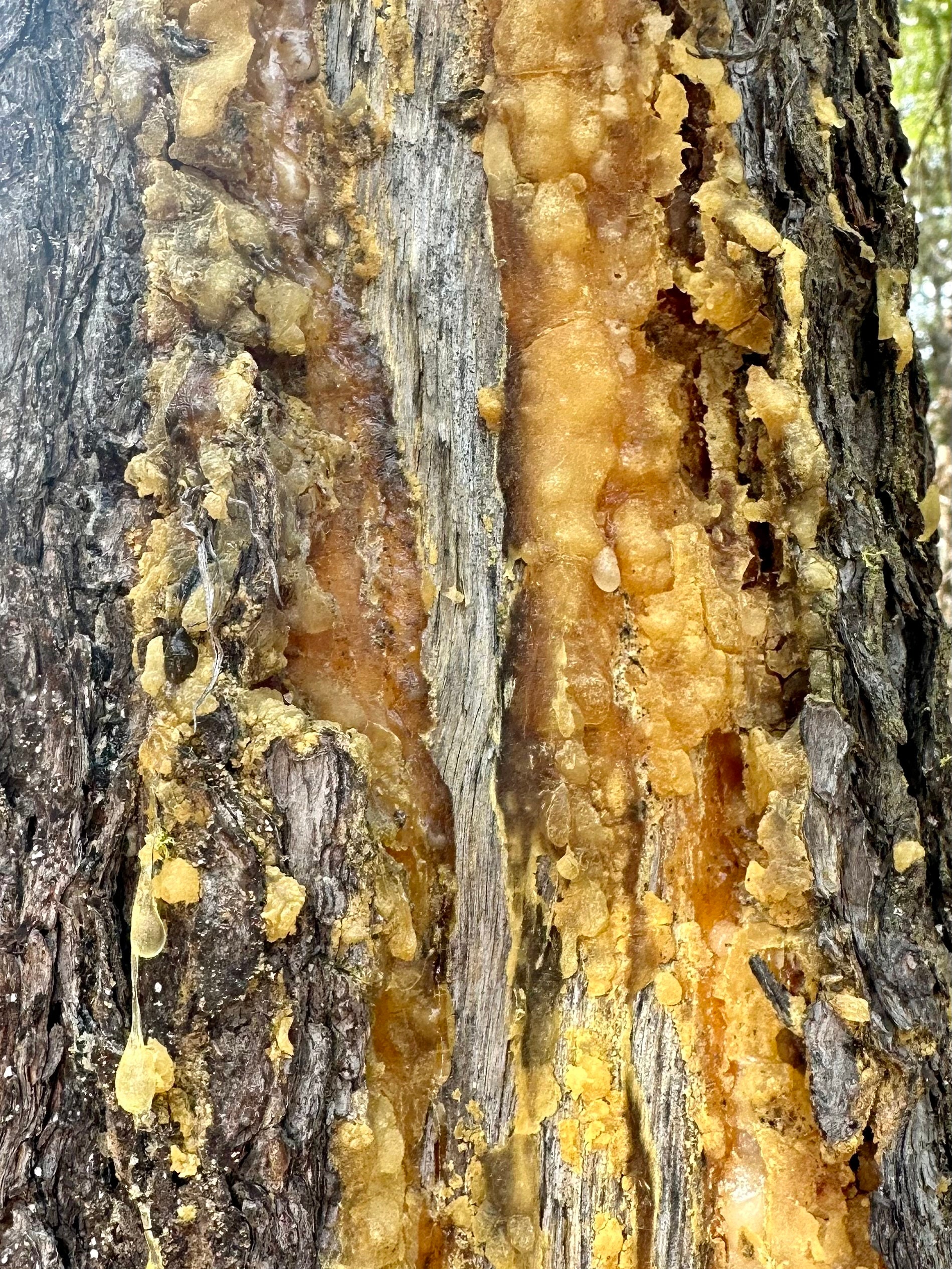 Ponderosa Pine Incense Pine Tree Resin Pine Resin Aromatherapy Smudging ...