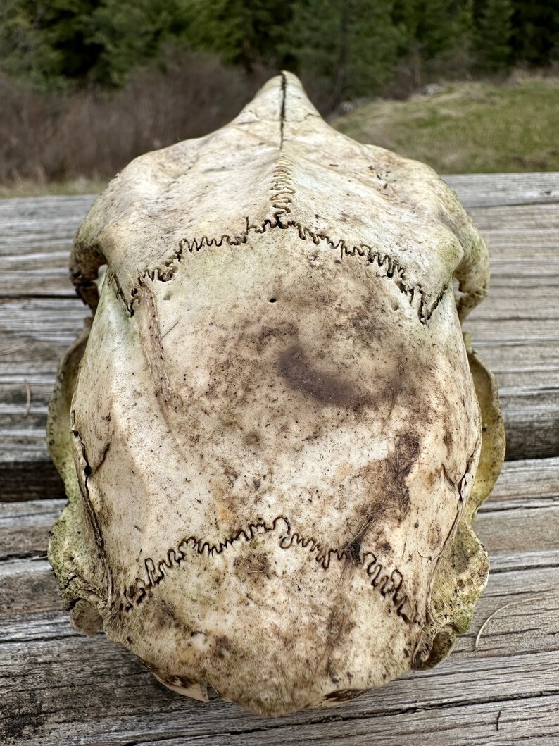 Gothic Home Decor Spiritual Decor Deer Skull Real Animal Skull Dark ...