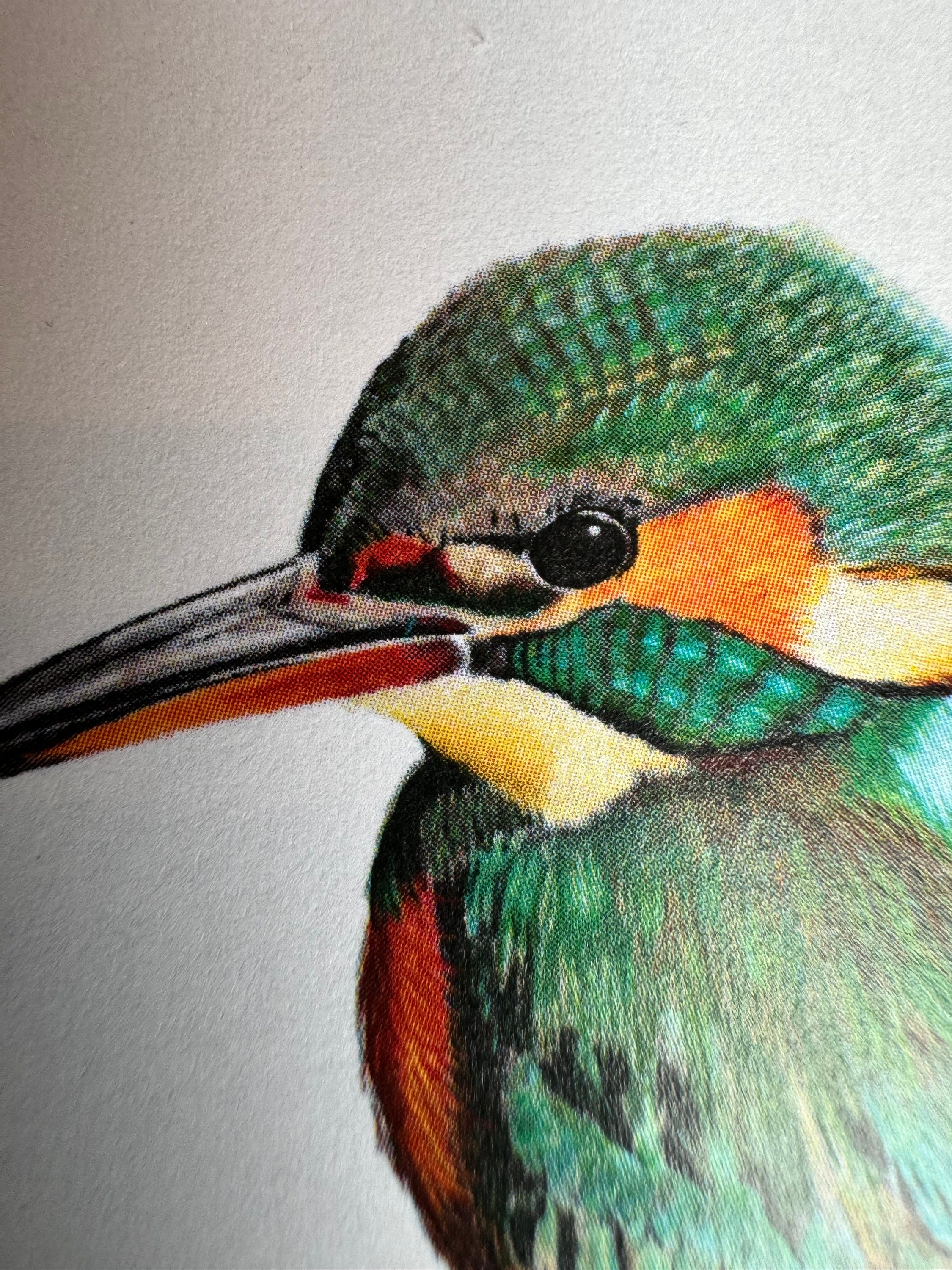Kingfisher Art Print From Hand Drawing 4x4 High Quality Print Matted to ...
