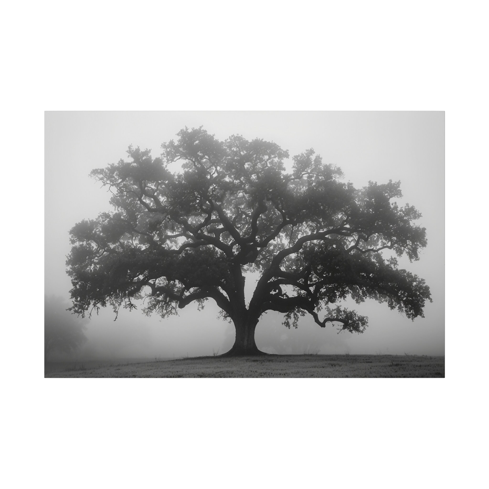 Huge Tree in Mist - Beautiful Black and White Picture - Wall Art ...
