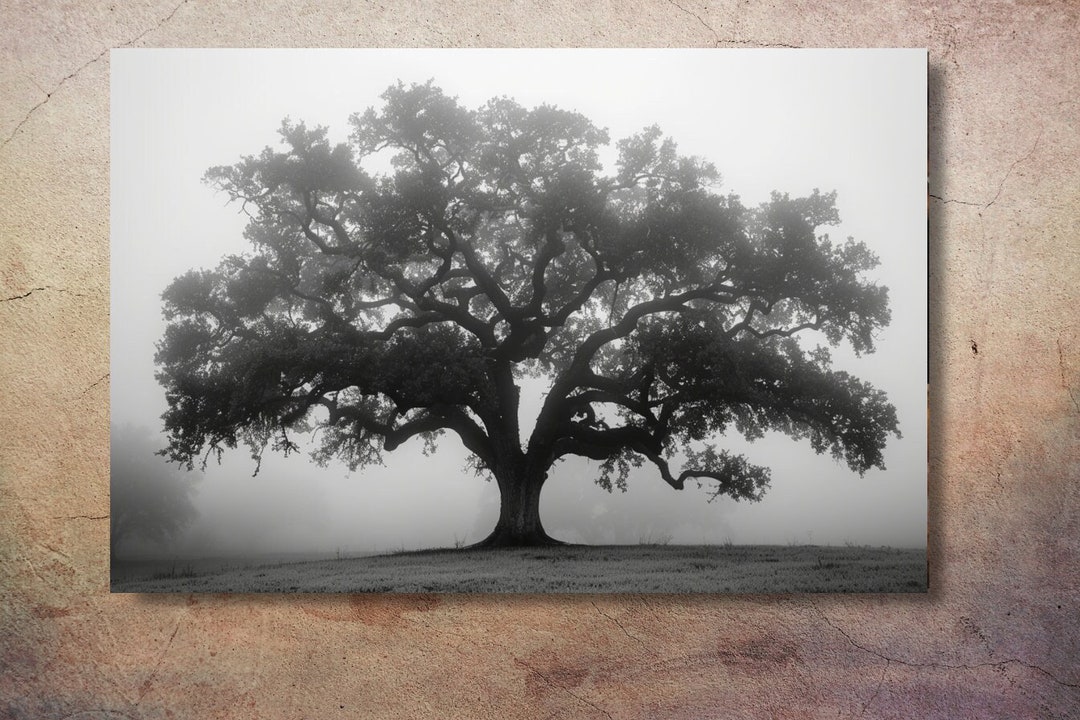 Huge Tree in Mist - Beautiful Black and White Picture - Wall Art ...
