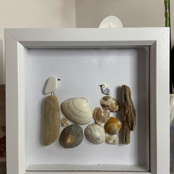 Sea Shell Display - Etsy