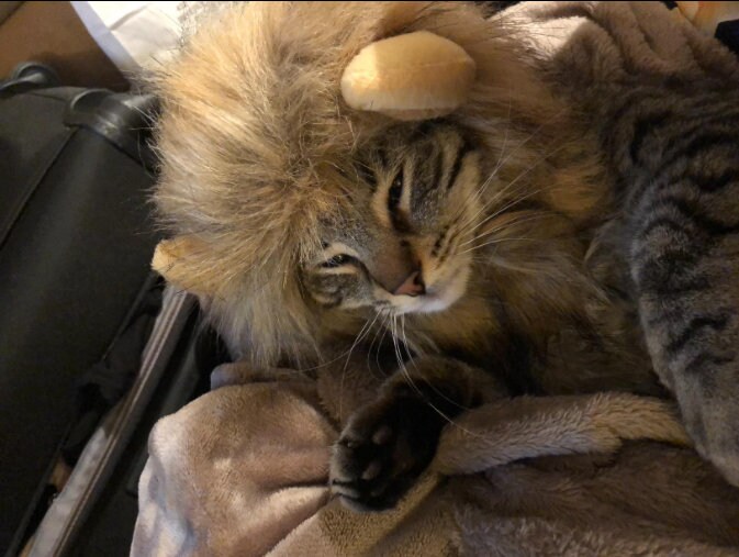 Lion Manes Cat Costume Ideal Cat Gift for Birthday Must-have Cat ...