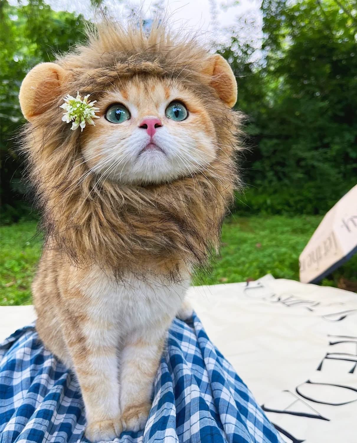 Lion Manes Cat Costume Ideal Cat Gift for Birthday Must-have Cat ...