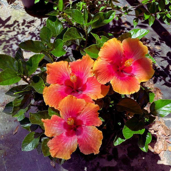 Hibiscus Plant - Etsy