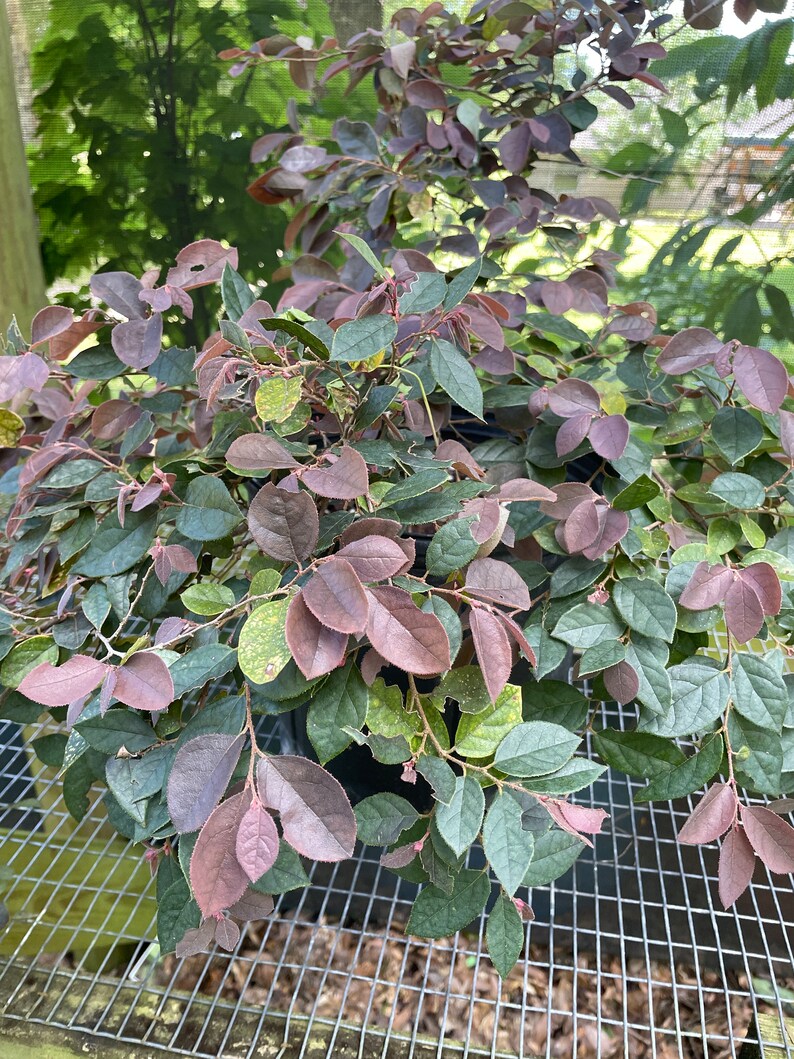 Chinese Fringe Loropetalum Red Chocolate Shrub 3 Gallon Pot - Etsy
