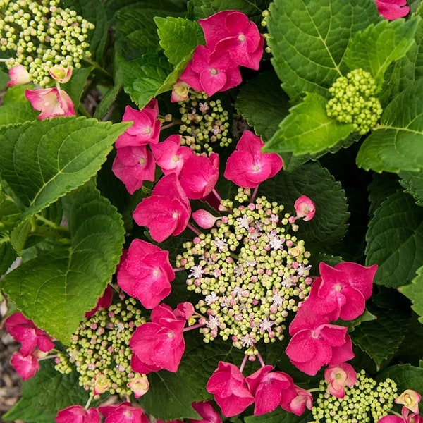 Hydrangea Macrophylla - Etsy