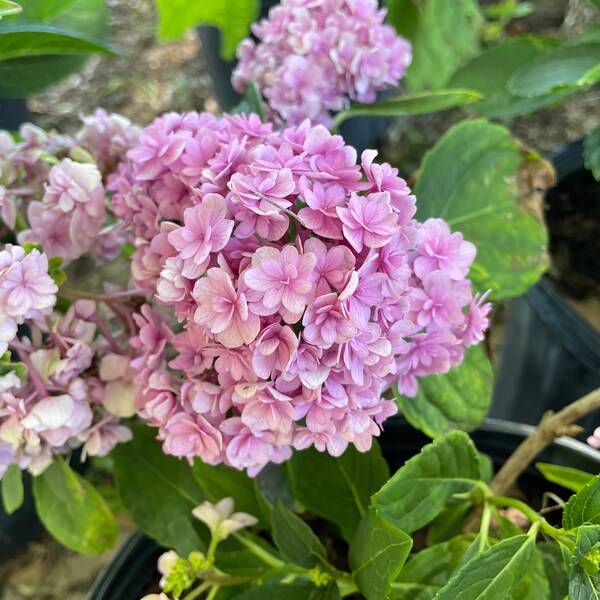 Dwarf Hydrangea - Etsy