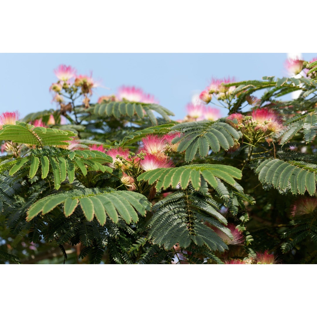 Silk Tree Persian Silk Tree Aka Mimosa 2-3ft Bare Root Seedling - Etsy