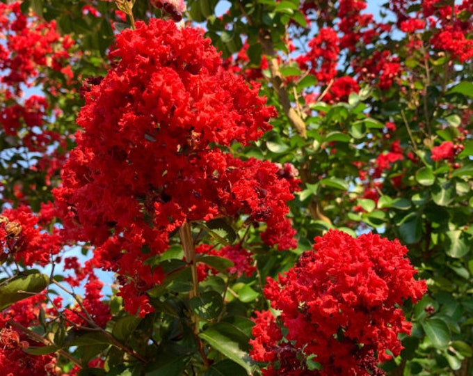Scarlet Red Crepe Myrtle Trees, 2-3ft Tall Ideal for Landscaping 3gal ...