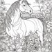 Horse Dreams. A Coloring Book. Downloadable Coloring Book Pages. 25 ...