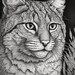 Whisker Wonderland: A Cat Coloring Adventure. Cats and Kittens Coloring ...