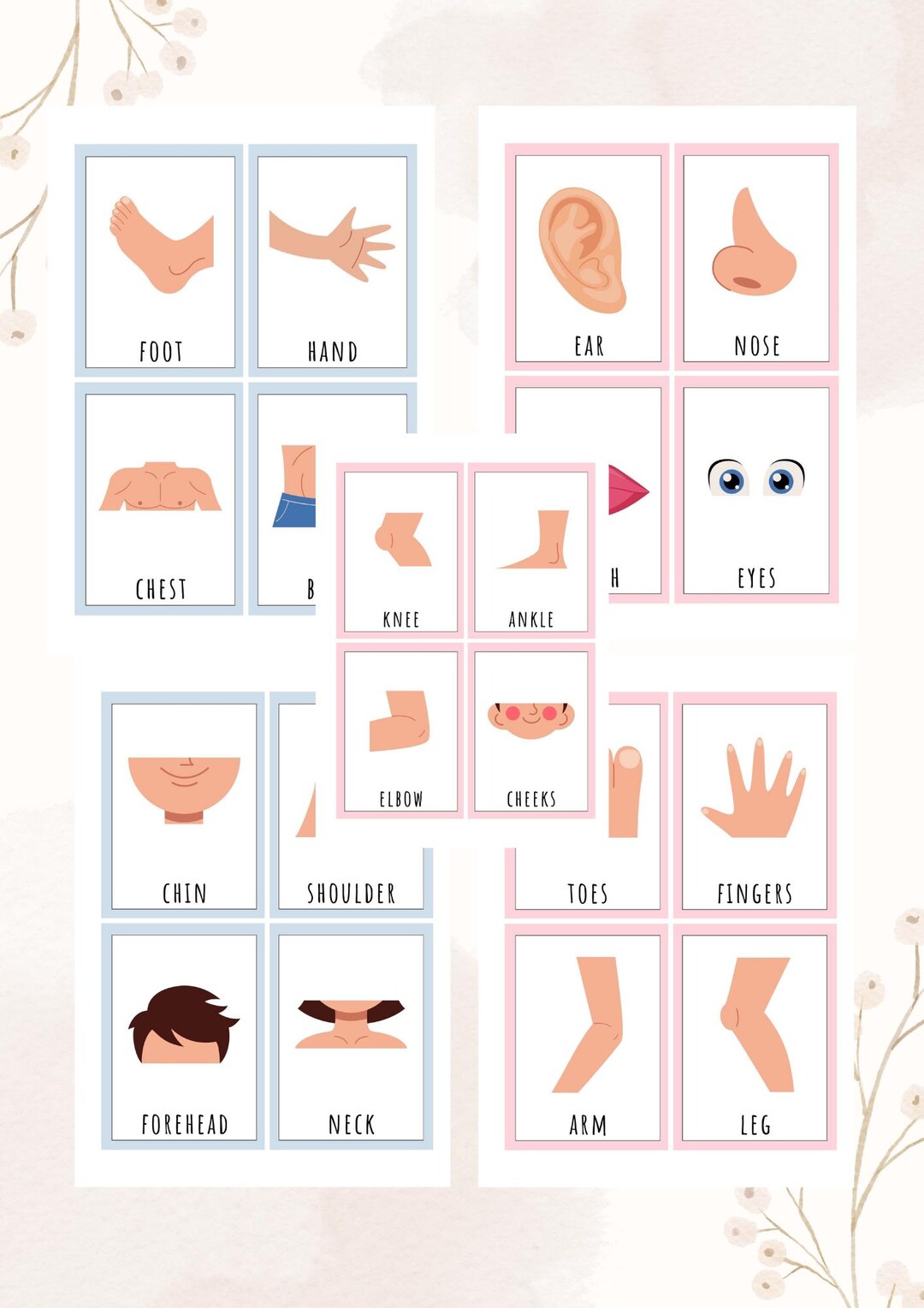 Body Parts Cards, Montessori Flashcards, Pre-school Cards, Rainbow ...