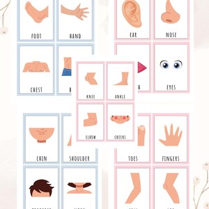 Body Parts Cards, Montessori Flashcards, Pre-school Cards, Rainbow ...