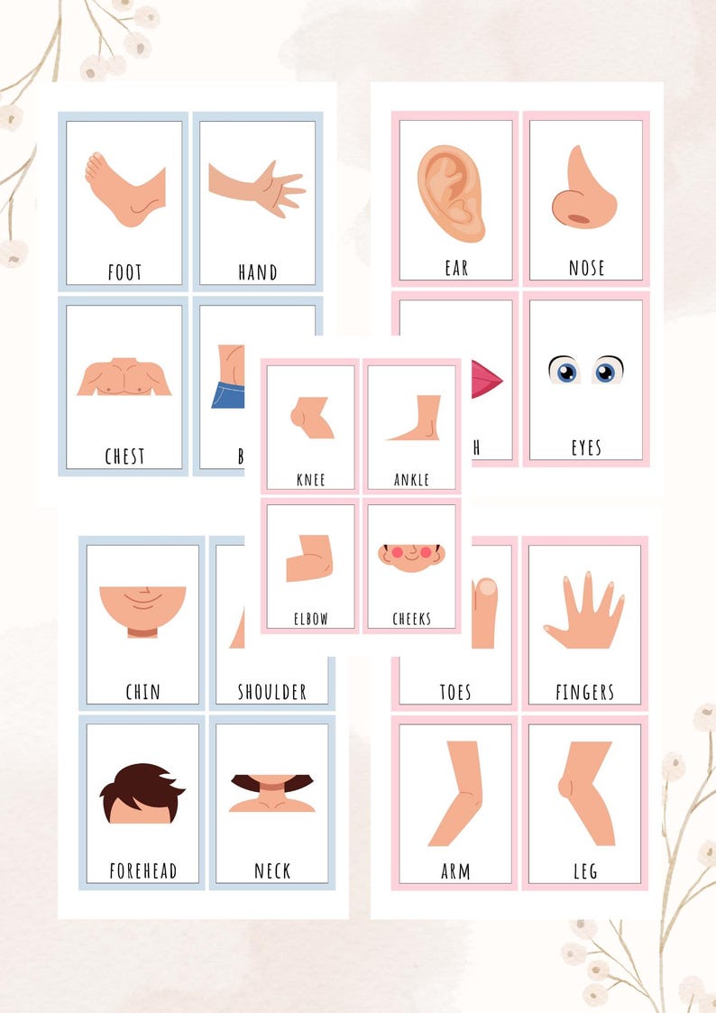 Body Parts Cards, Montessori Flashcards, Pre-school Cards, Rainbow ...