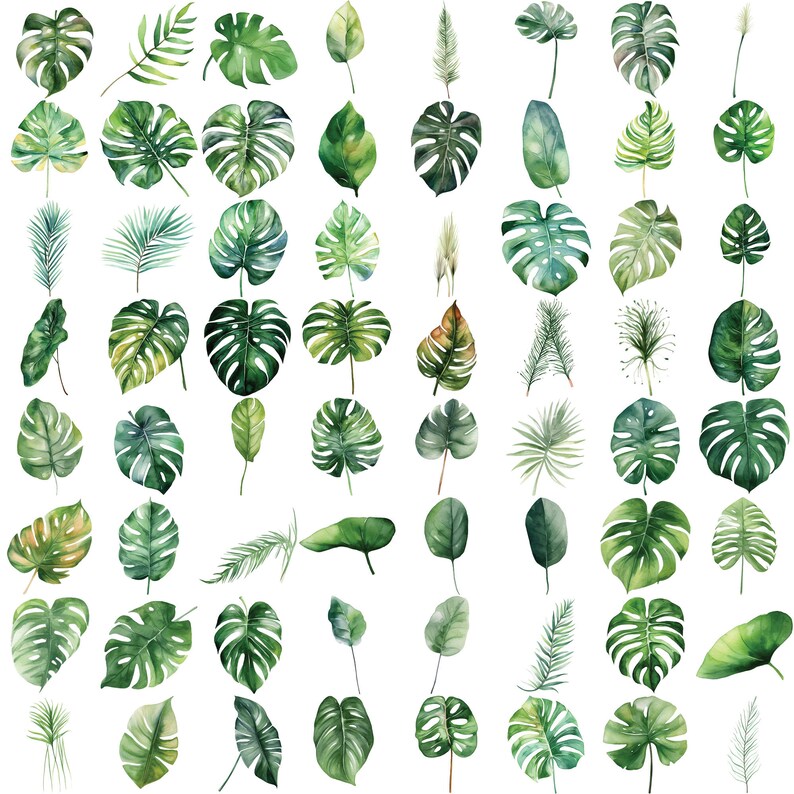Watercolor Monstera Leaves Clipart, 67 Monstera Leaf PNG Clip Art ...