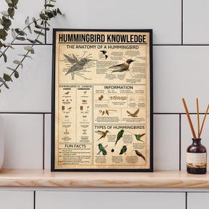 Hummingbird Knowledge Poster, Anatomy of a Hummingbird, Types of ...