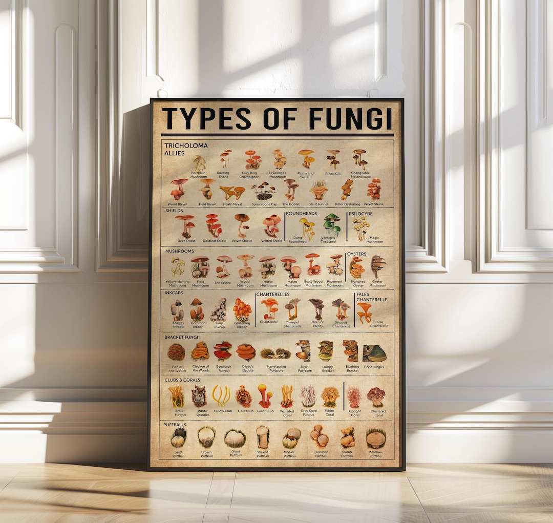 Types of Fungi Print, Mushrooms Knowledge Art, Mushroom Kitchen Decor ...