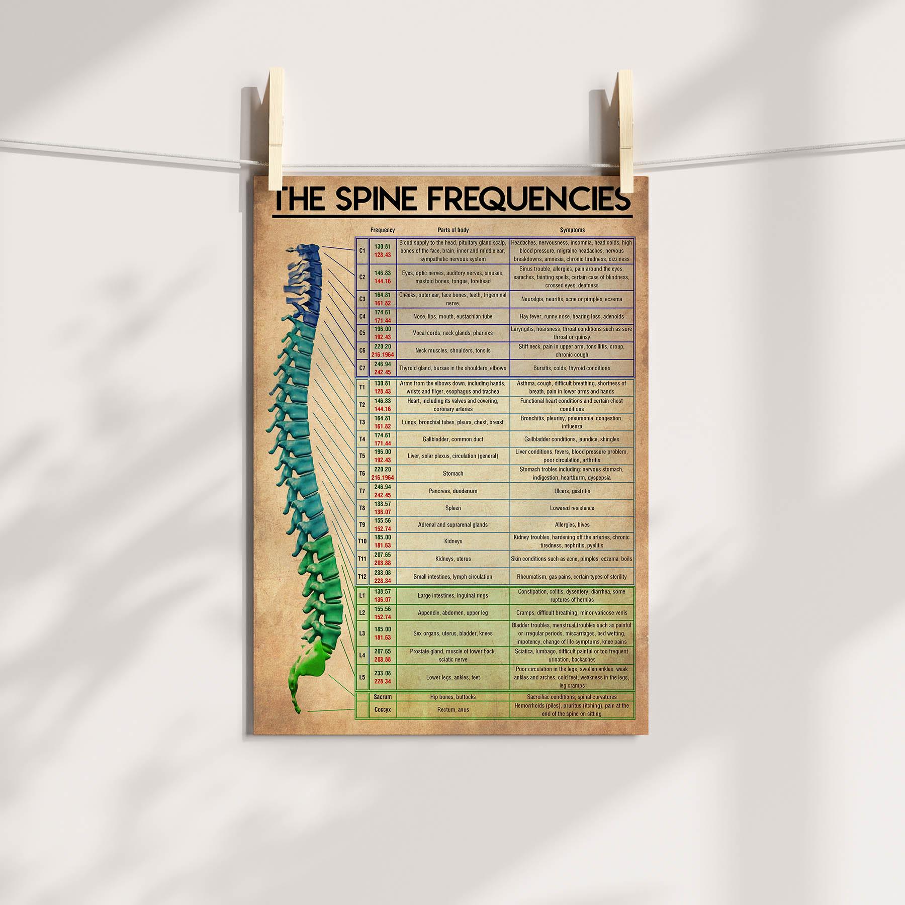 Spine Frequencies Poster, Spine Anatomy Poster, Human Spine ...