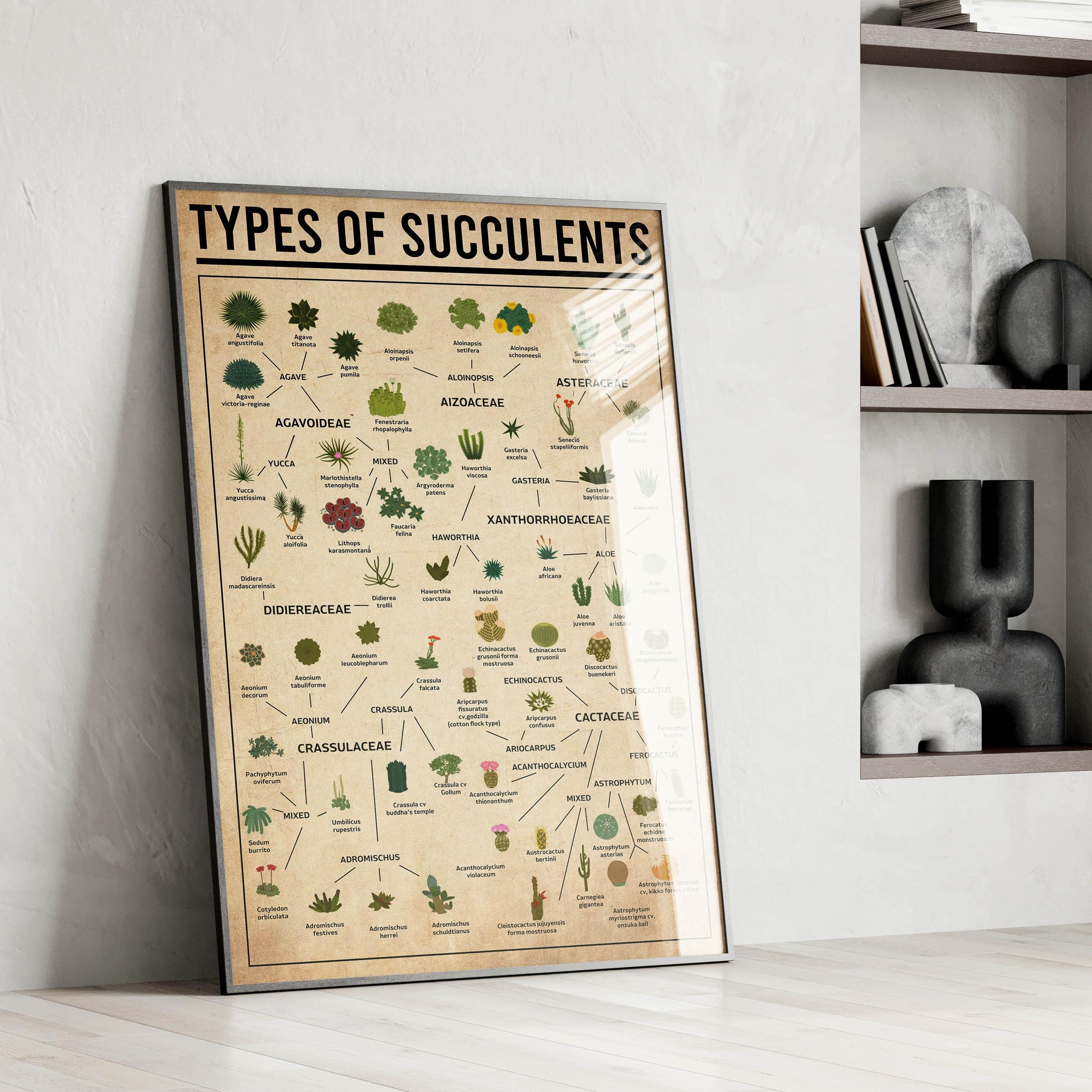 Types of Succulents Vintage Poster, Knowledge Wall Art, Succulent Wall ...