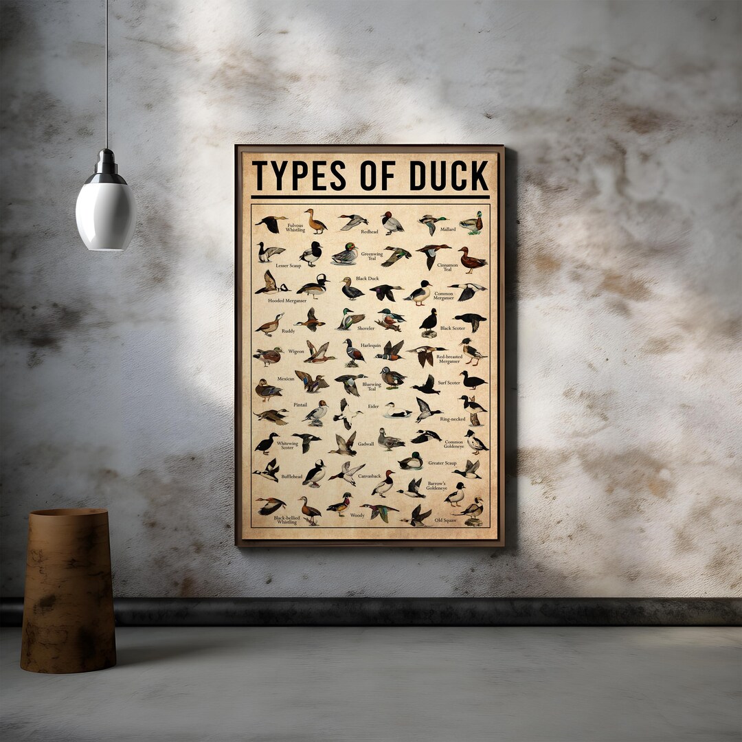 Types of Duck Poster, Vintage Field Guide Duck Art Prints - Game Bird ...