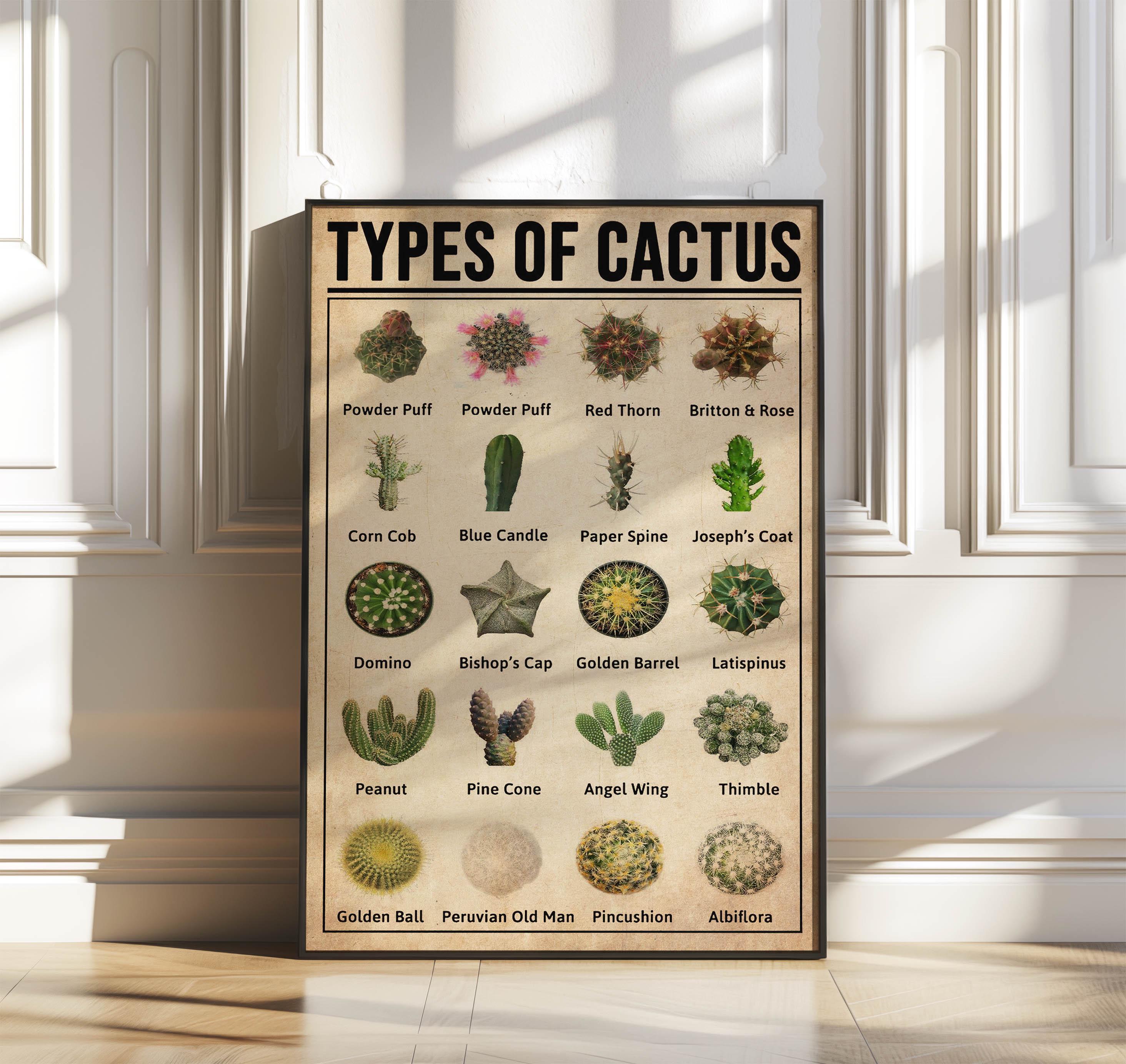 Vintage Cactus Poster, Desert Species Cactus Knowledge Poster ...