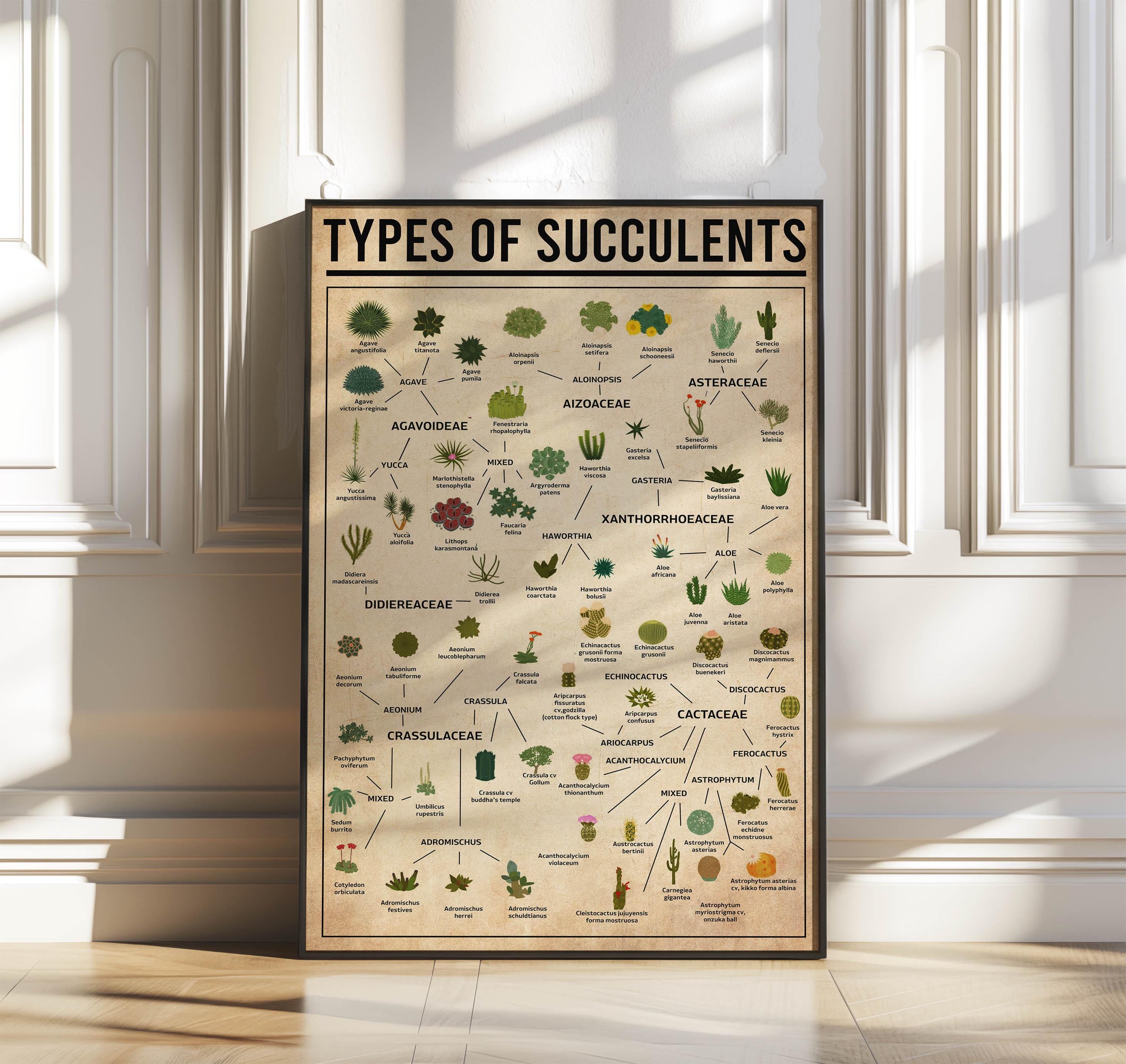 Types of Succulents Poster, Plant Poster, Houseplant Poster, Plant ...