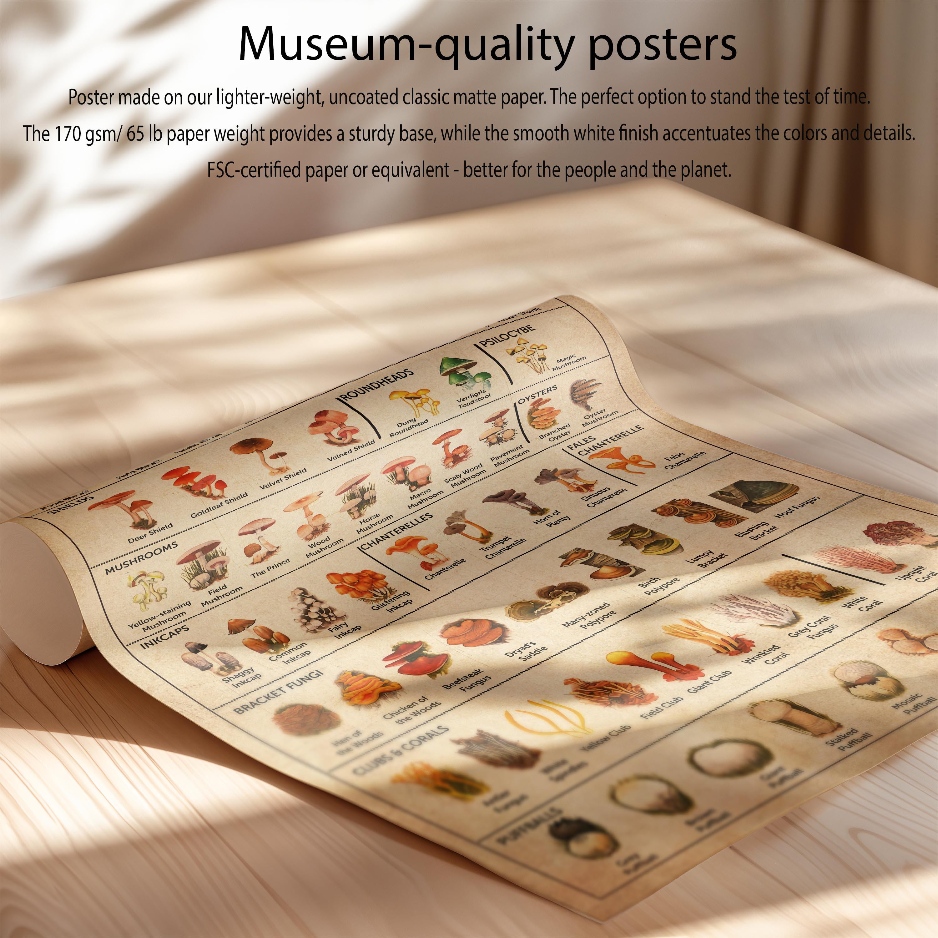 Types of Fungi Print, Mushrooms Knowledge Art, Mushroom Kitchen Decor ...