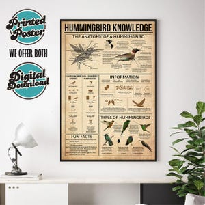 Hummingbird Knowledge Poster, Anatomy of a Hummingbird, Types of ...