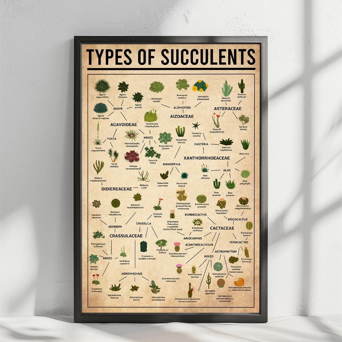 Types of Succulents Vintage Poster, Knowledge Wall Art, Succulent Wall ...