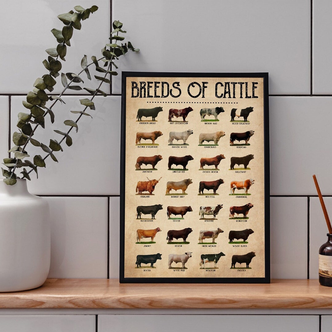 Breeds of Cattle Poster, Cattle Print, Cattle Art, Cattle Decor, Cattle ...
