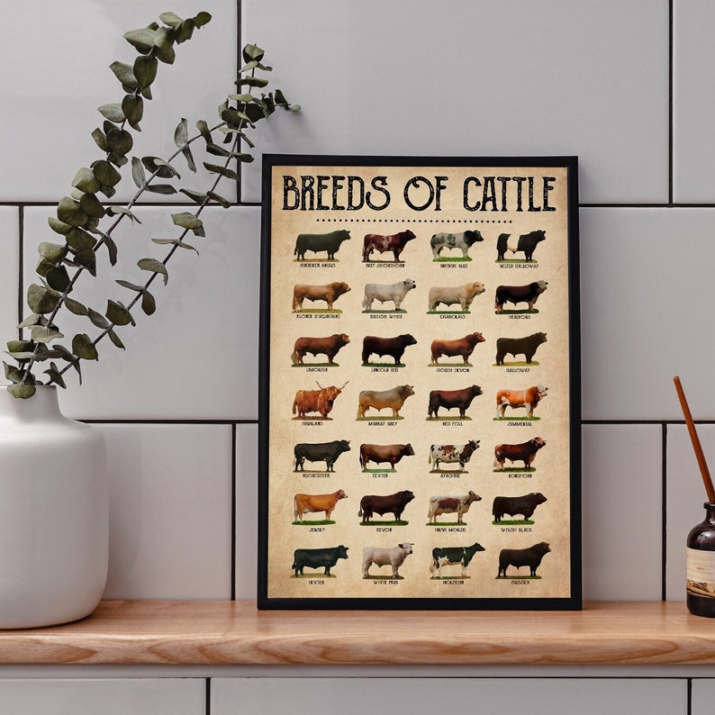 Breeds of Cattle Poster Cattle Print Cattle Art Cattle - Etsy