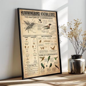 Hummingbird Knowledge Poster, Anatomy of a Hummingbird, Types of ...