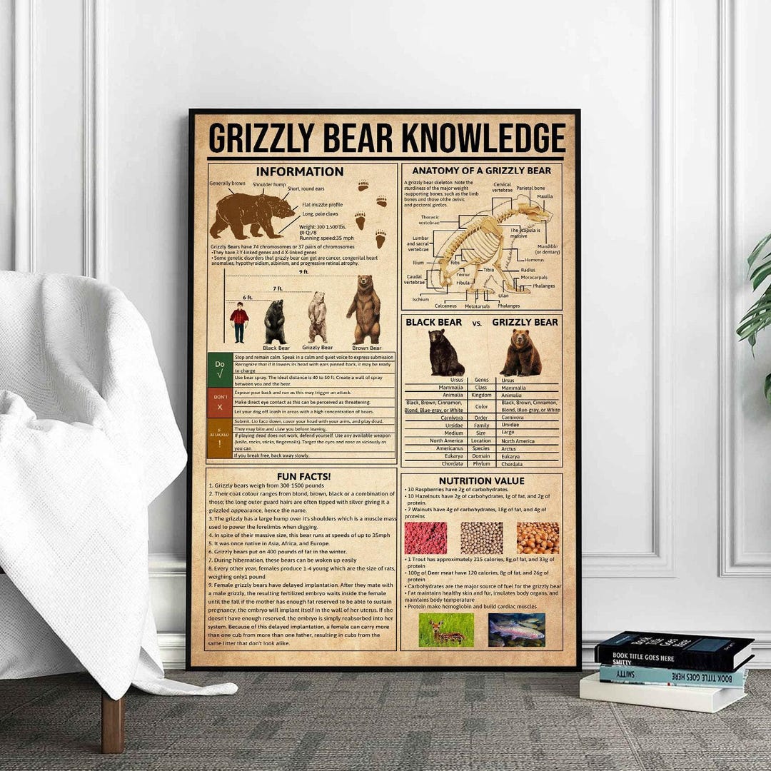 Grizzly Bear Knowledge Poster: Anatomy & Facts Art Print - Etsy