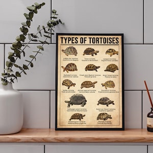Types of Tortoises Poster, Tortoises Print, Tortoises Art, Tortoises ...