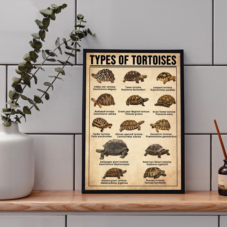 Types of Tortoises Poster Tortoises Print Tortoises Art - Etsy