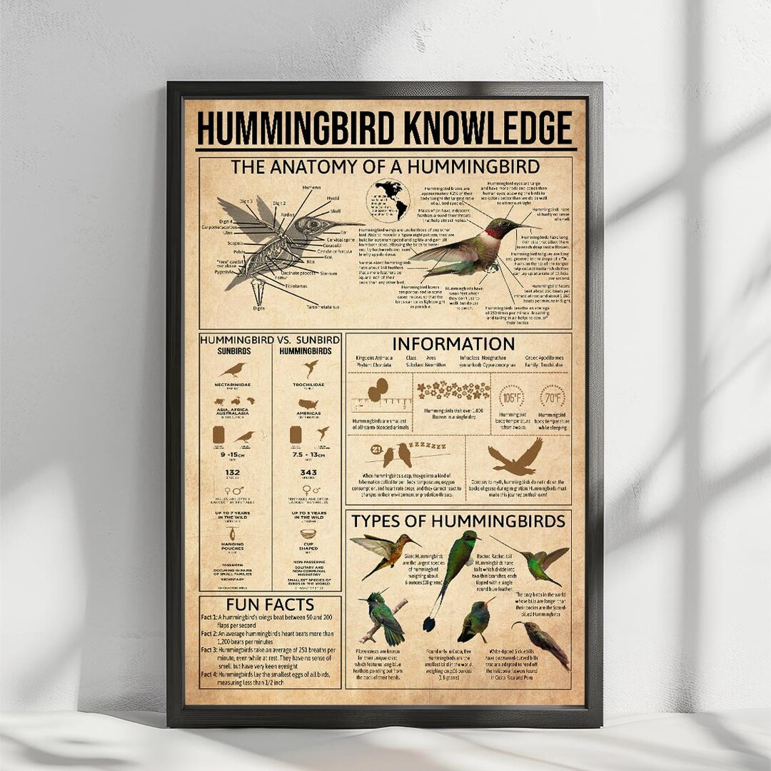 Hummingbird Knowledge Poster, Anatomy of a Hummingbird, Types of ...