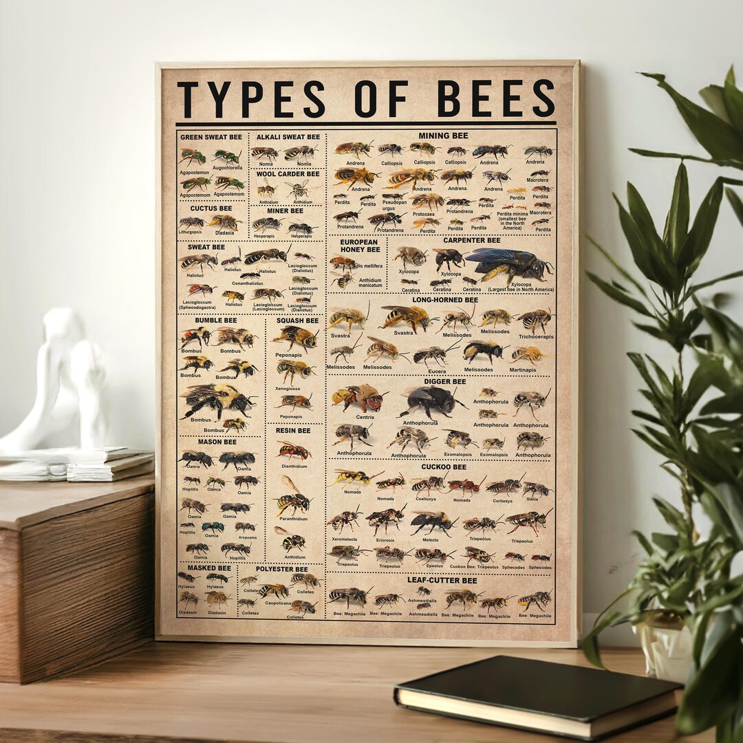 Types of Bees Vintage Poster, Bee Lover Gift, All About Bee, Vintage ...