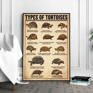 Types of Tortoises Poster, Tortoises Print, Tortoises Art, Tortoises ...