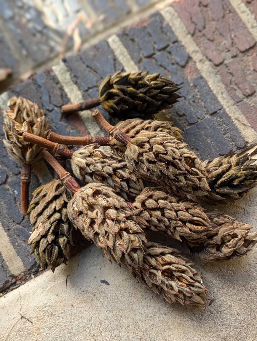 12 Dried Southern Magnolia Seed Pods for Arts & Crafts Unique Decor for ...