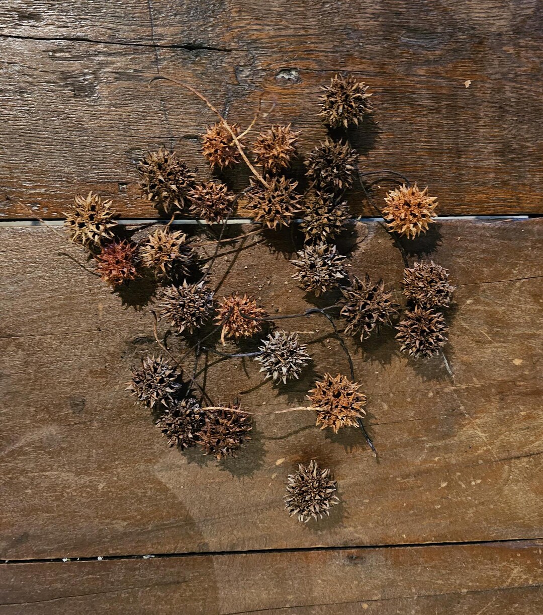 20 Natural Sweetgum Seed Pods for Crafts, DIY Decor, and Rustic ...