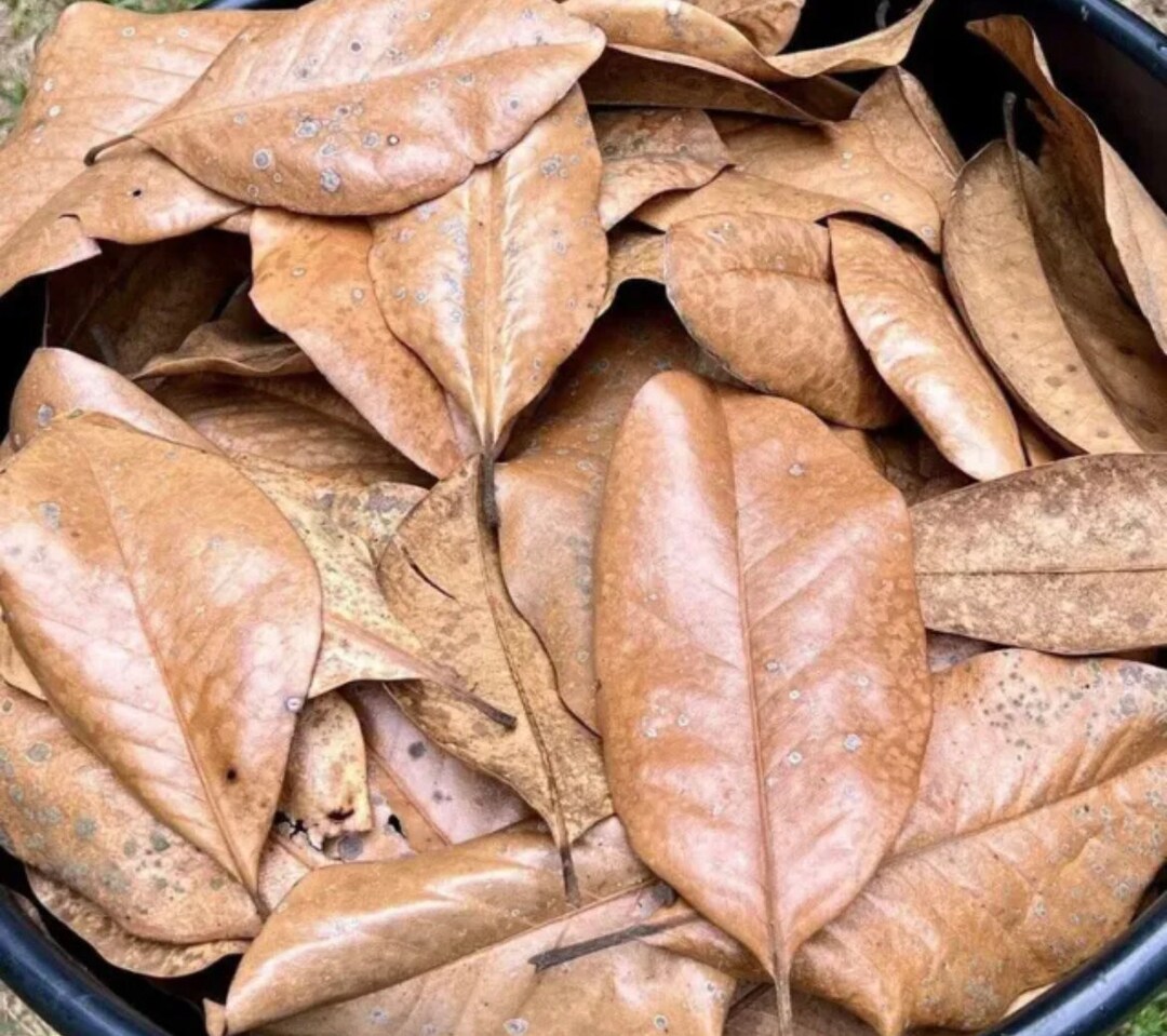 1 Gallon of Organic Magnolia Leaves Dried Leaf Litter Pet - Etsy