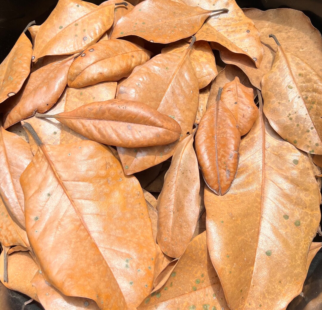 1 Gallon of Organic Magnolia Leaves Natural Dried Leaf Litter Pet ...