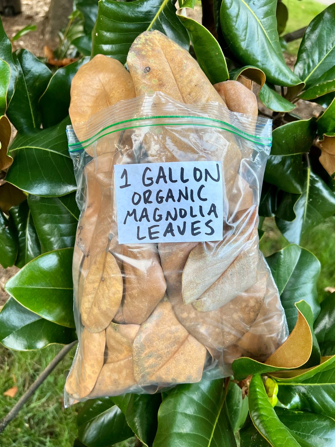 1 Gallon of Organic Magnolia Leaves Natural Dried Leaf Litter - Etsy