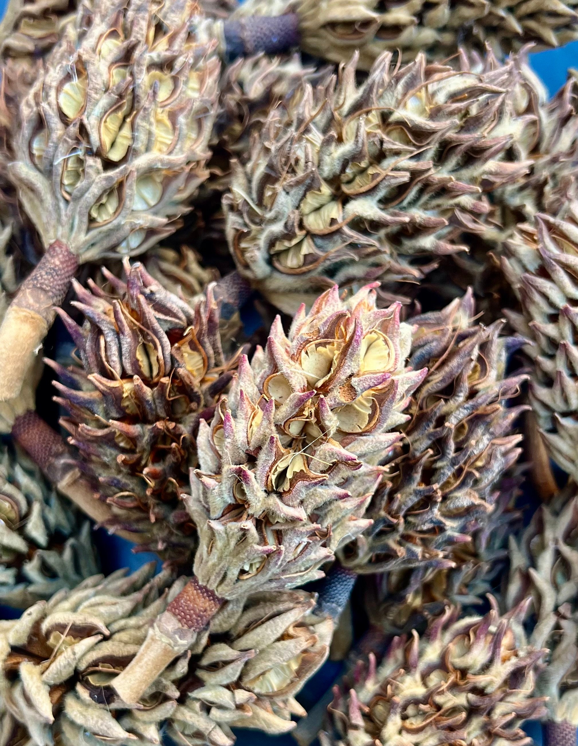 10 Organic Magnolia Tree Seed Pods Pet Reptile Bioactive Terrarium ...