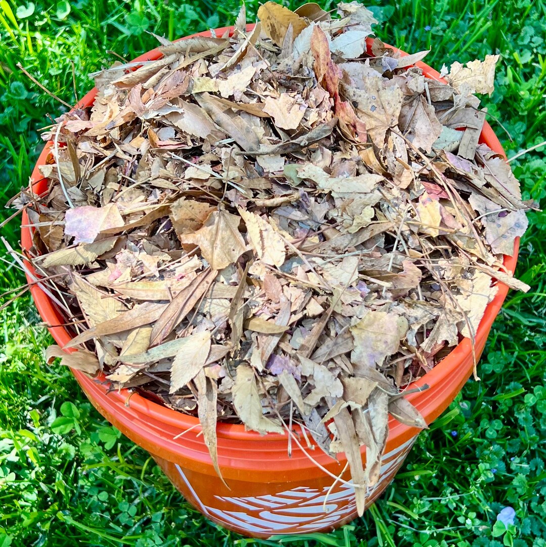 5 Gallons of Shredded Leaves 100% Organic Oak Heat Treated Bioactive ...