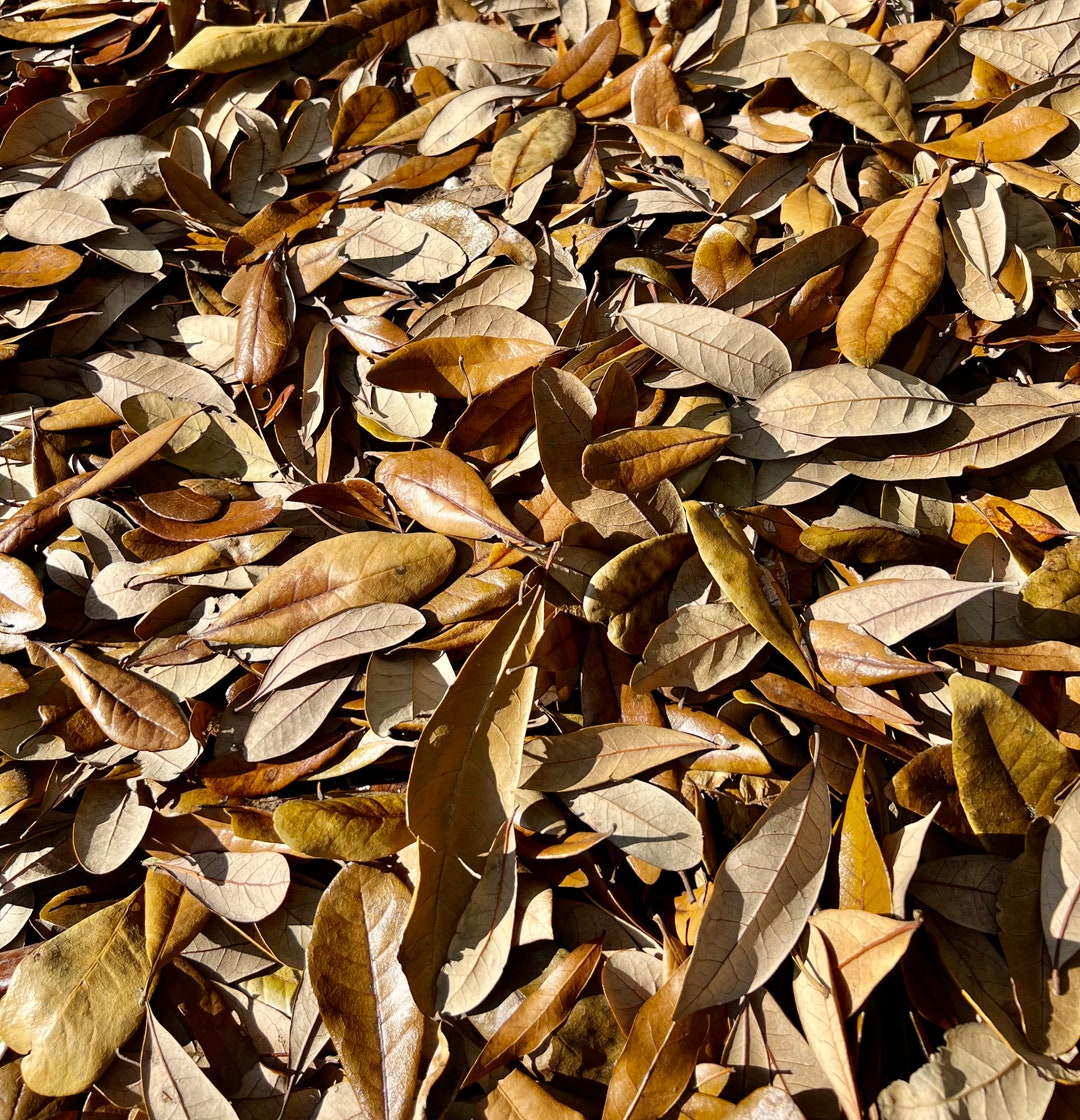 5 Gallons of Organic Live Oak Leaves Natural Dried Leaf Litter Pet ...