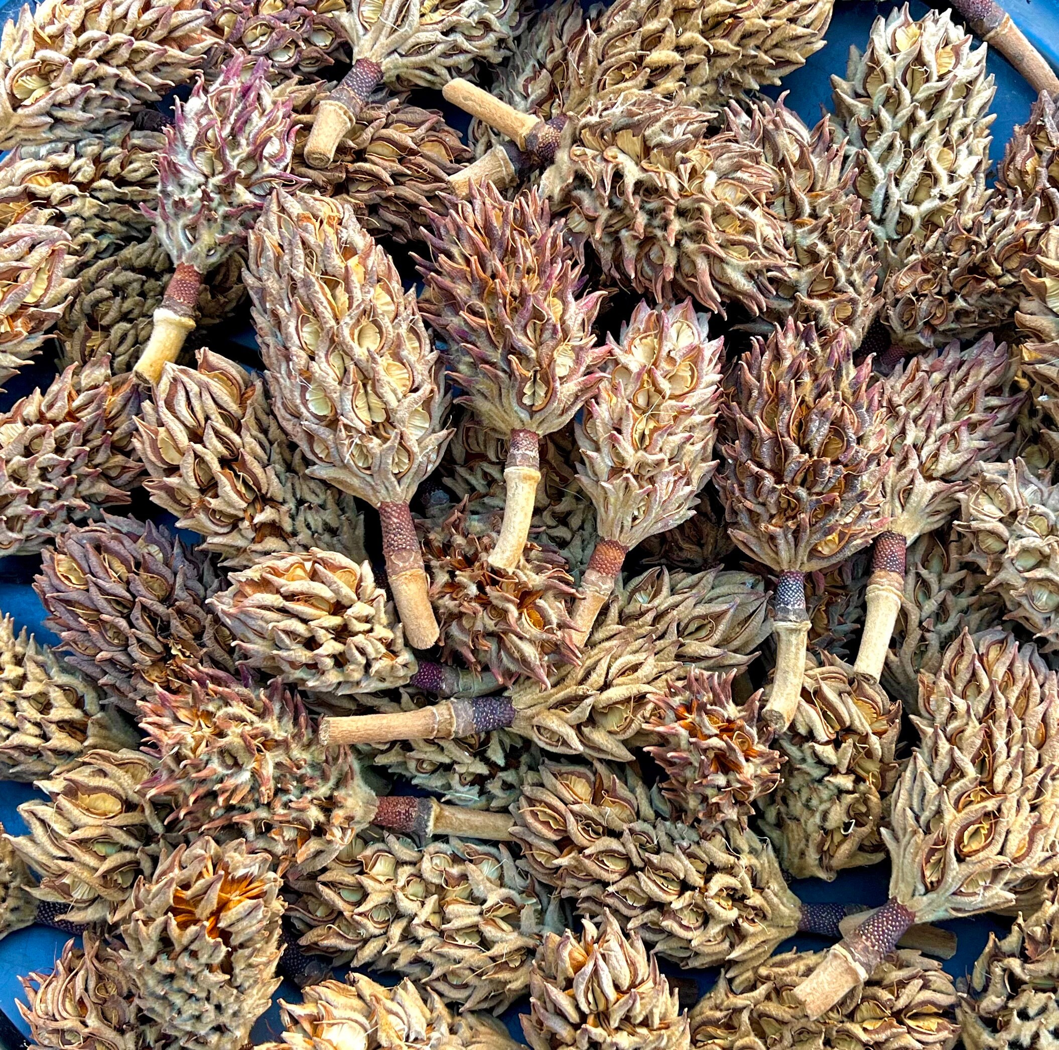 10 Organic Magnolia Tree Seed Pods Pet Reptile Bioactive Terrarium ...