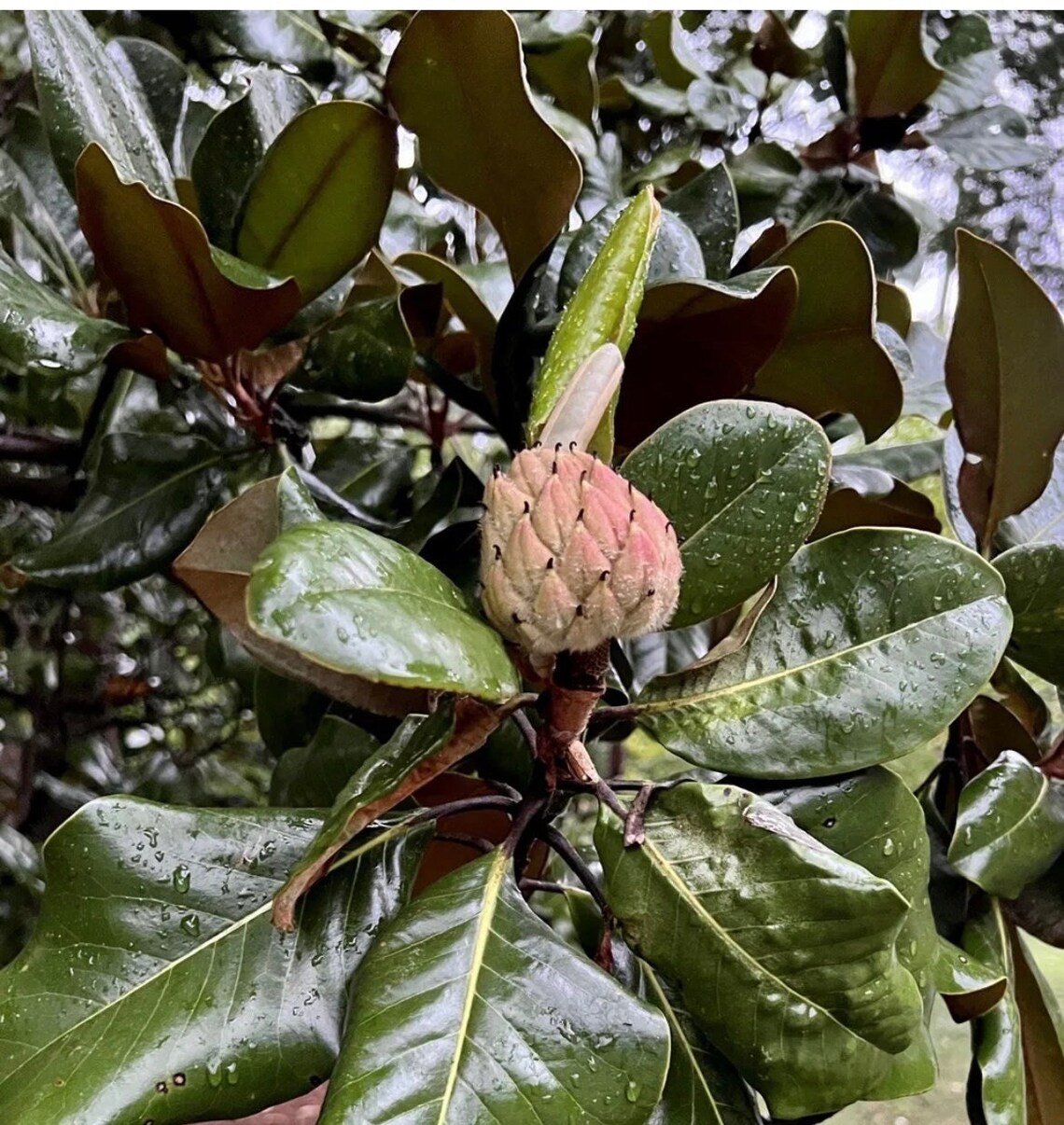 10 Organic Magnolia Tree Seed Pods Pet Reptile Bioactive Terrarium ...