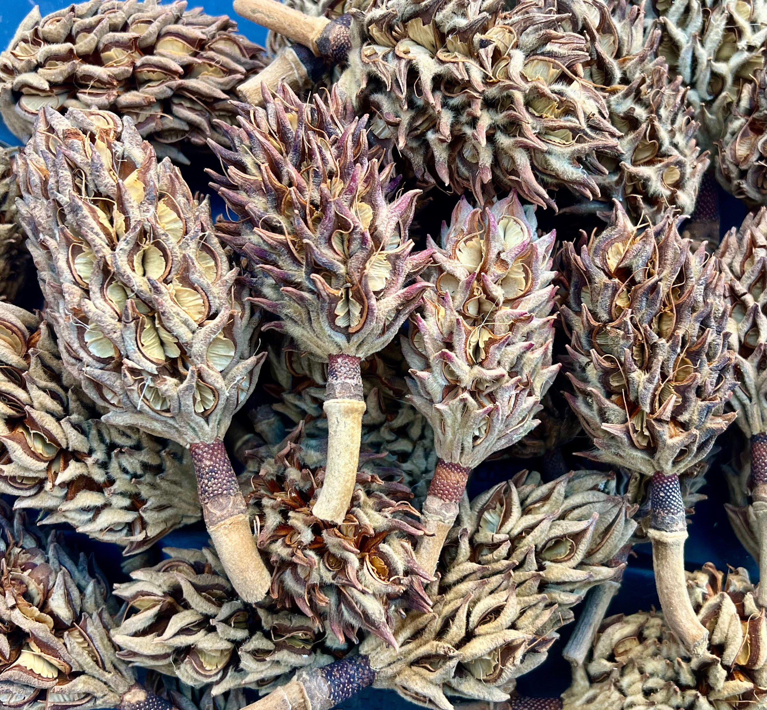 10 Organic Magnolia Tree Seed Pods Pet Reptile Bioactive Terrarium ...